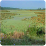 Remarkable Biodiversity – French Creek Valley Conservancy